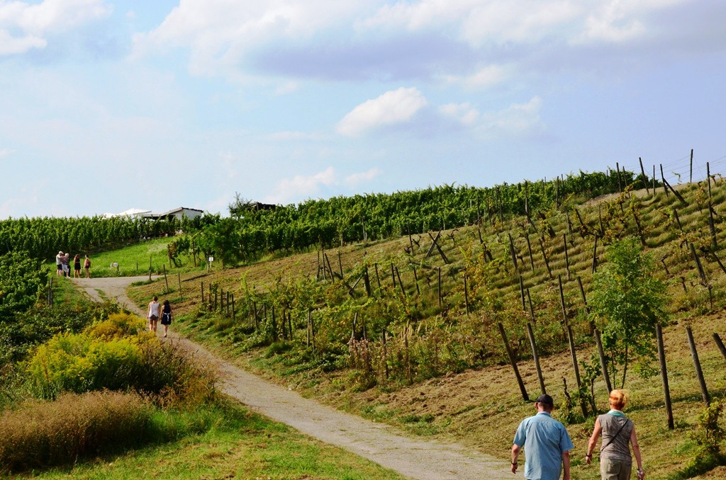 3. Rauenberger Weinwanderung - Rückblick mit großer Fotostrecke und ...