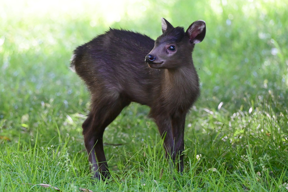 Nachwuchs im Zoo Heidelberg